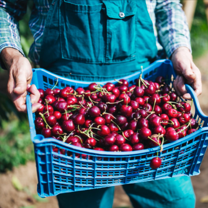 Flavor of the Month: The Classic, Cherry - Northwest Naturals